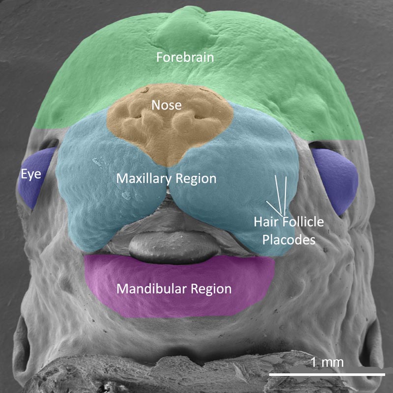 Mouse Muscle Anatomy See More About Mouse Muscle Anatomy